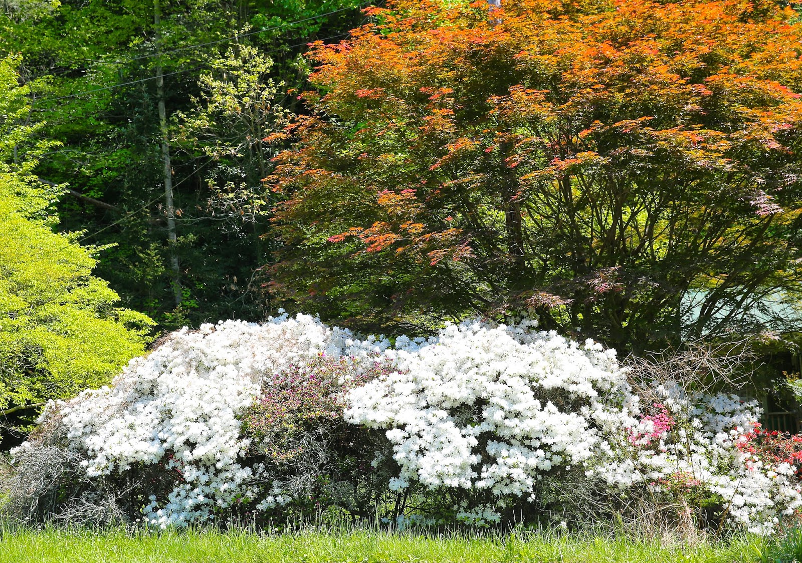 Sweet Southern Days: Springtime In The North Carolina Mountains