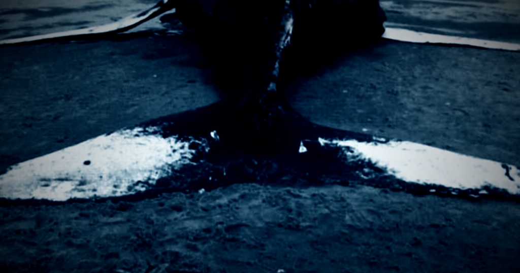 Qué es el peligroso juego de "La ballena azul" y por qué preocupa a las ...