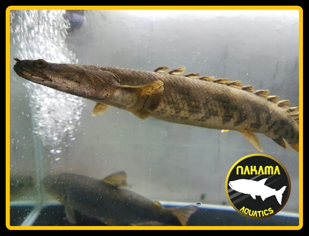 6 Ikan Predator Air Tawar Yang Termasuk Nokturnal - Nakama Aquatics