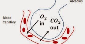 #50 The gas exchange system | Biology Notes for A level