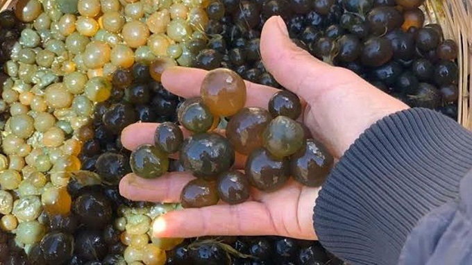 Cushuro, el alga milagrosa de los Andes Peruanos | Baneados Foros Perú