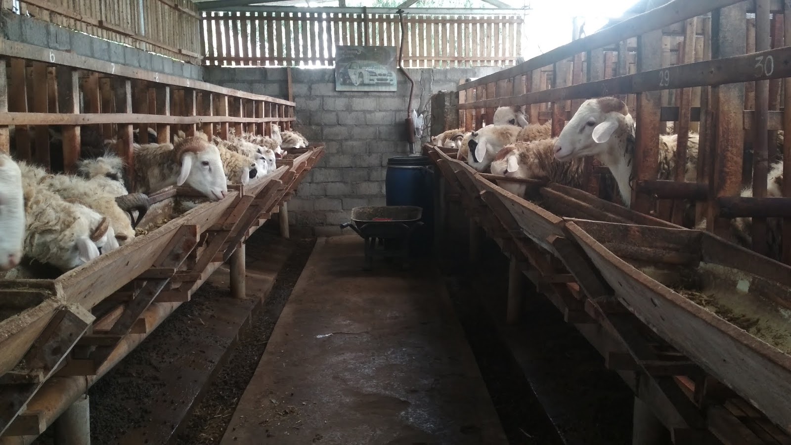 CARA MEMBUAT PAKAN FERMENTASI