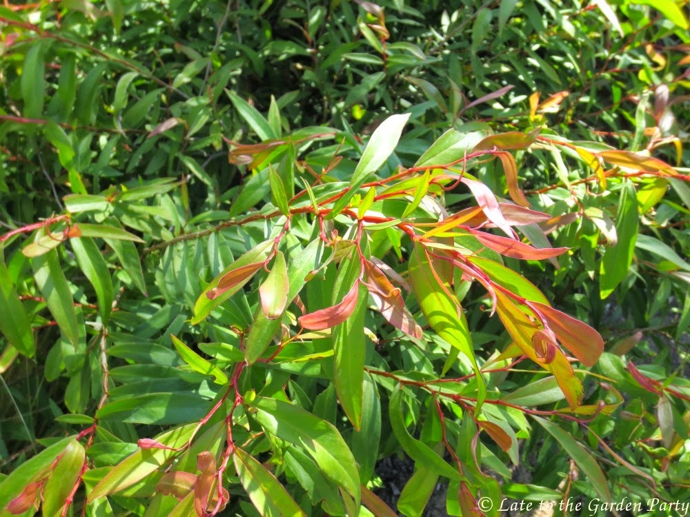 Late to the Garden Party: Foliage Follow-up: Touches of Red