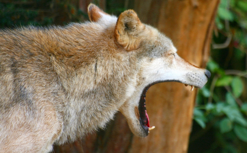 White Wolf : Scientists Claim That Wolf Yawning Is Contagious. Let's ...