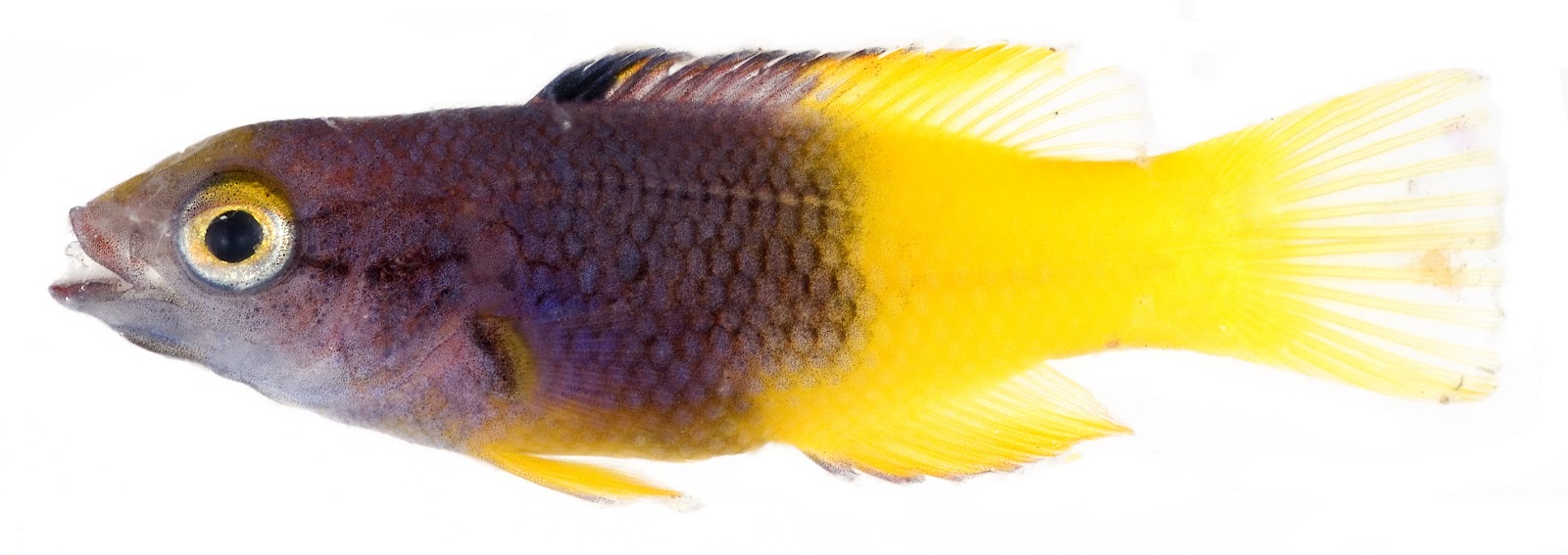 Fish Index: Spanish Hogfish (Bodianus rufus)