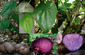 nusantaraku: UWI (Umbi Ungu) yang Langka dan berdayaguna