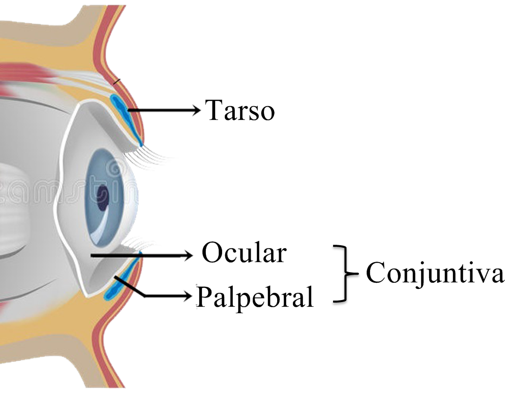 Estructuras Accesorias o de Protección del Ojo ~ Biopsicosalud