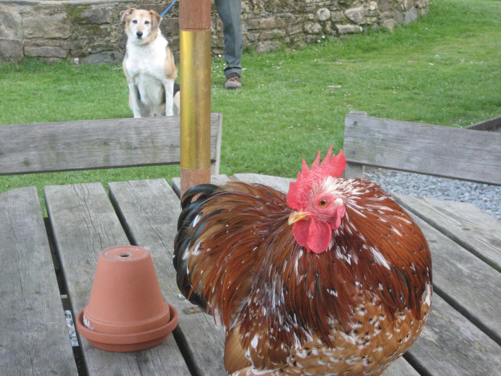 INSPIRED WALKS AROUND DEVON: Encounter with fierce chicken in South Brent