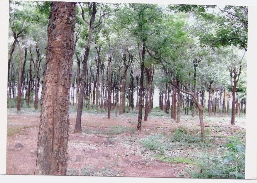 Rudraksha: Significado del Sándalo