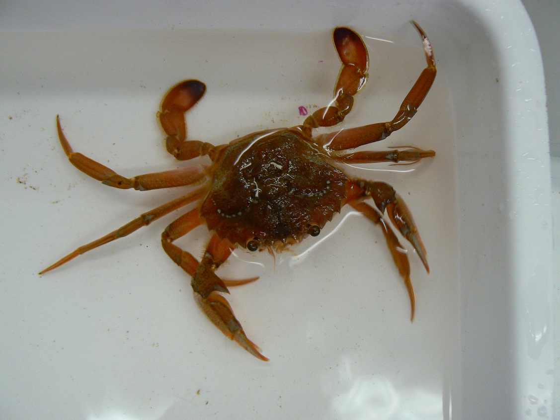 A Field Notebook: Crabs