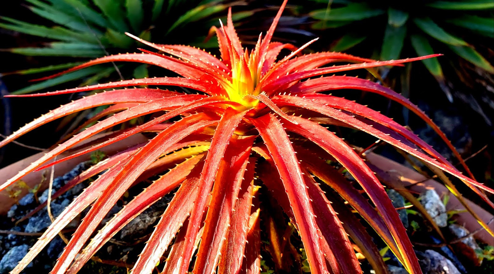 Dyckia Brazil: A dazzling beautiful hibrid Sincoraea and Sinoraea navioides