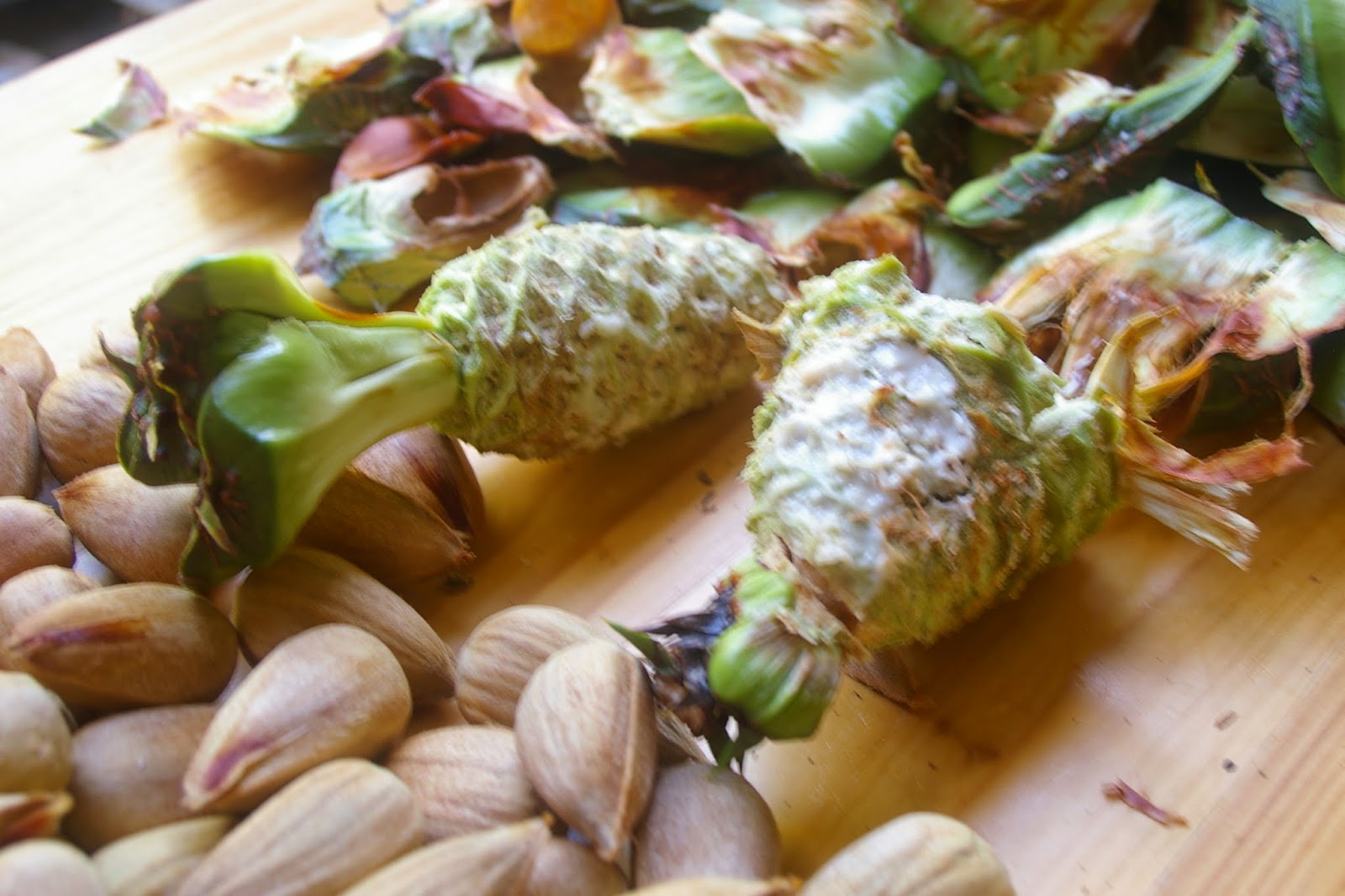 Bunya Nuts: collection and preparation!
