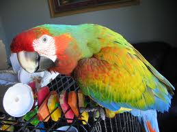 Macaws: Shamrock Macaw