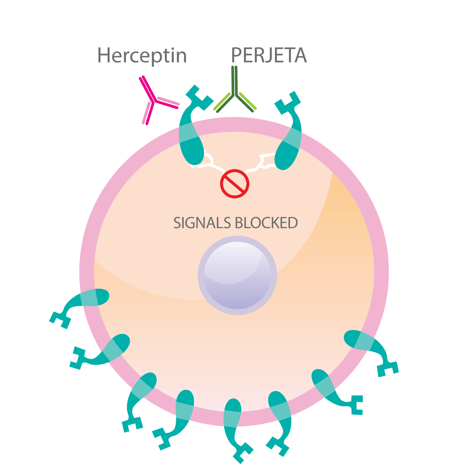 The Cancer Classroom : How Perjeta/Herceptin work