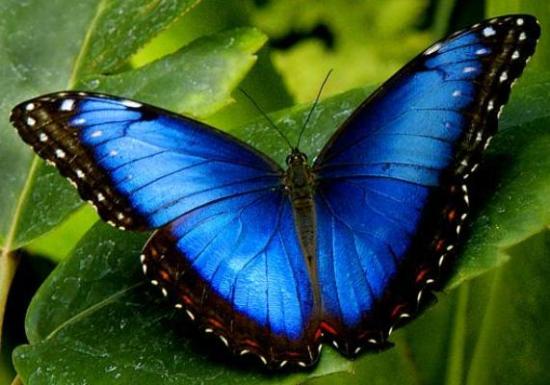 Mariposa monarca azul - Imagui