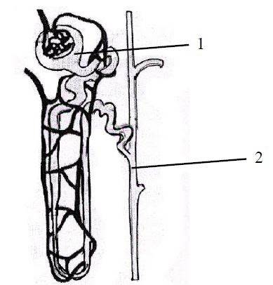 Tour To Biology: ICSE 2018: The diagram given below is that of a ...
