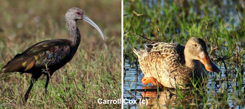 Ewa Hawaii Karst: Ewa Reef, Beach, Limu Toxic Chemical Exposure From ...