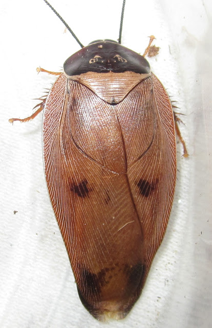 Invertebrate Dude: Pink Roach Pictures