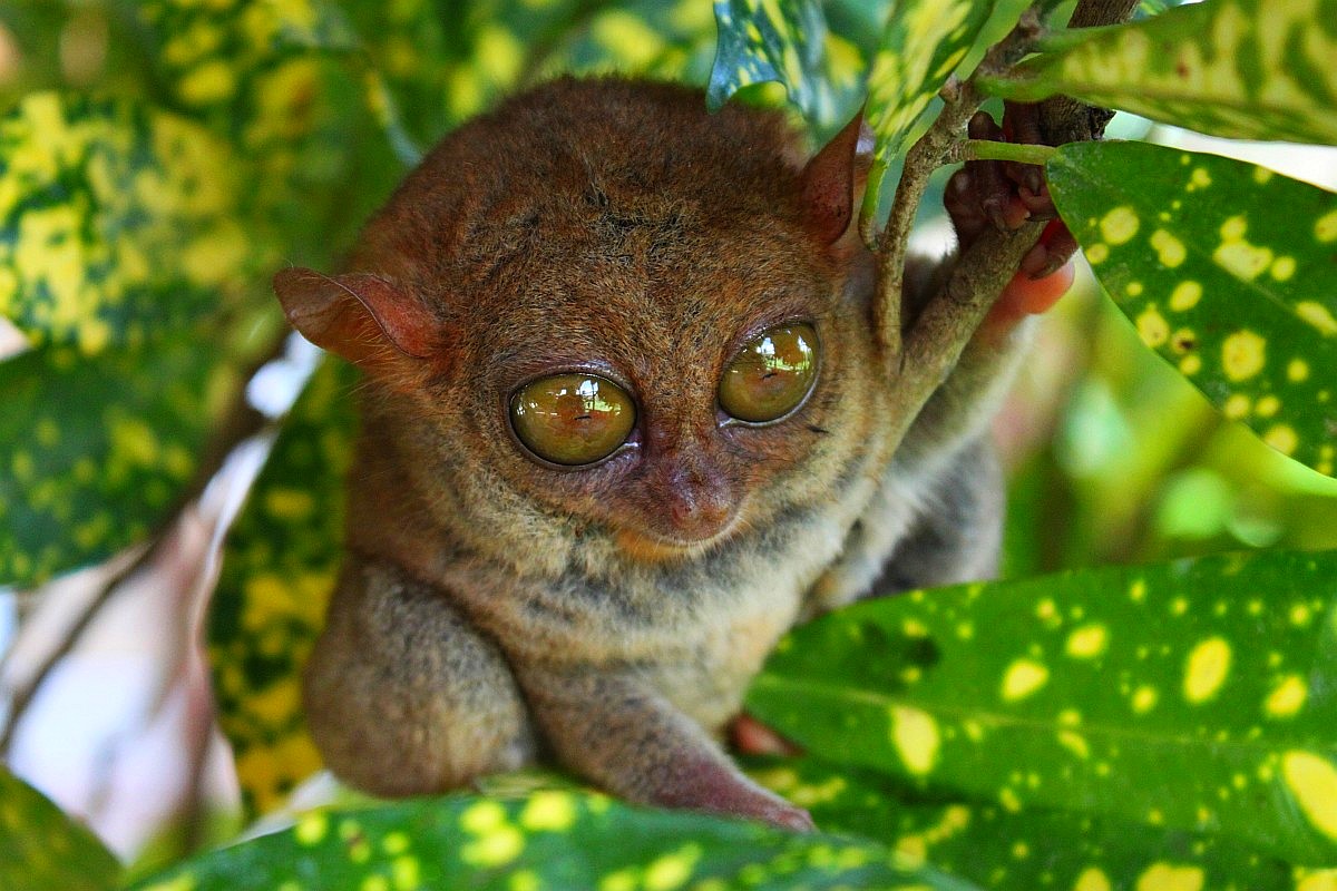 Tarsier Pictures and Wallpapers | Animals Library