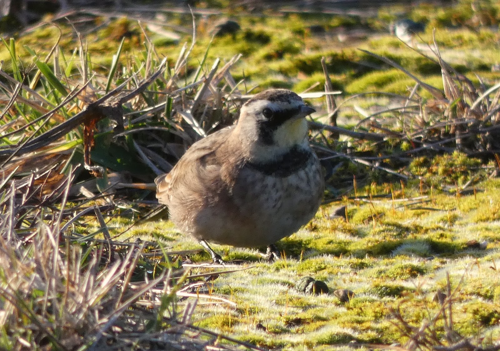 Out4aduck - A record of my birding year: Sunday express twitch for ...