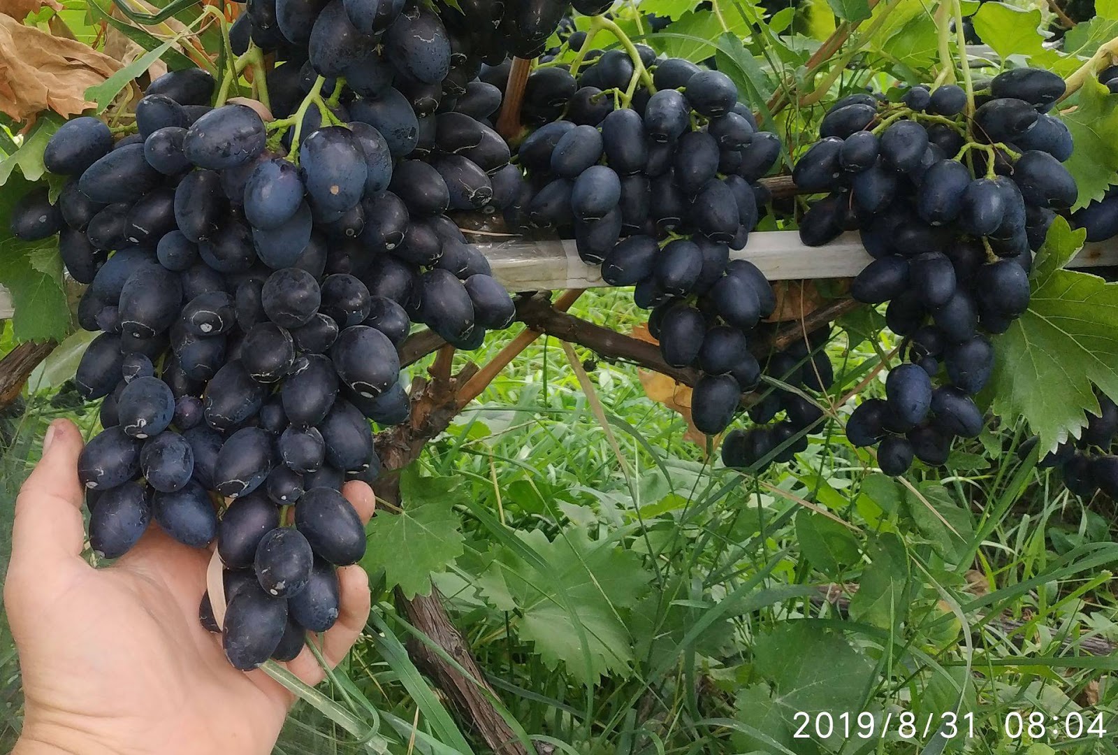 Anggur jenis Nadezhda AZOS (Hope AZOS) | Pohon Anggur Genjah