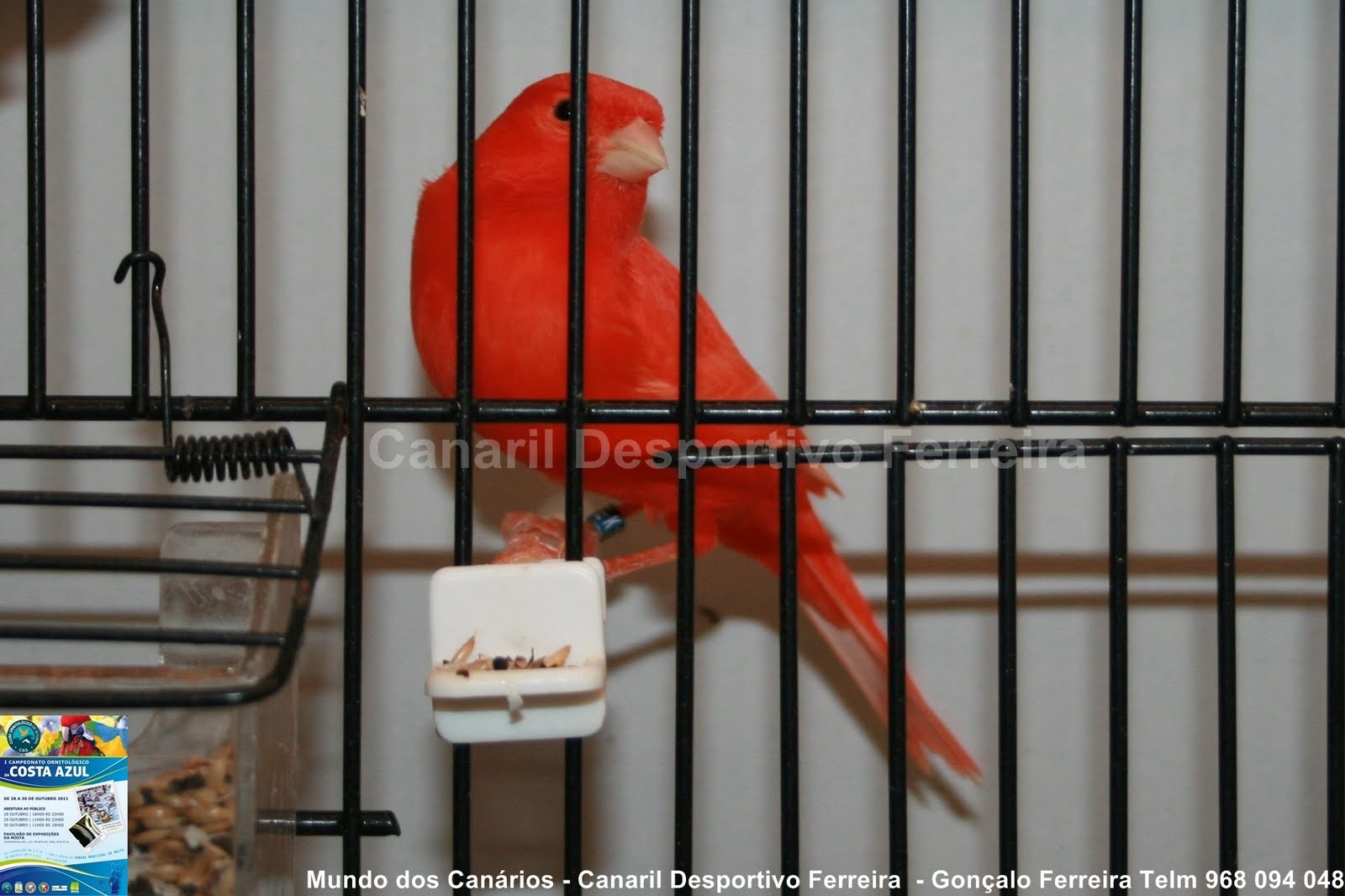 Mundo dos Canários: Campeonato Ornitológico da Costa Azul