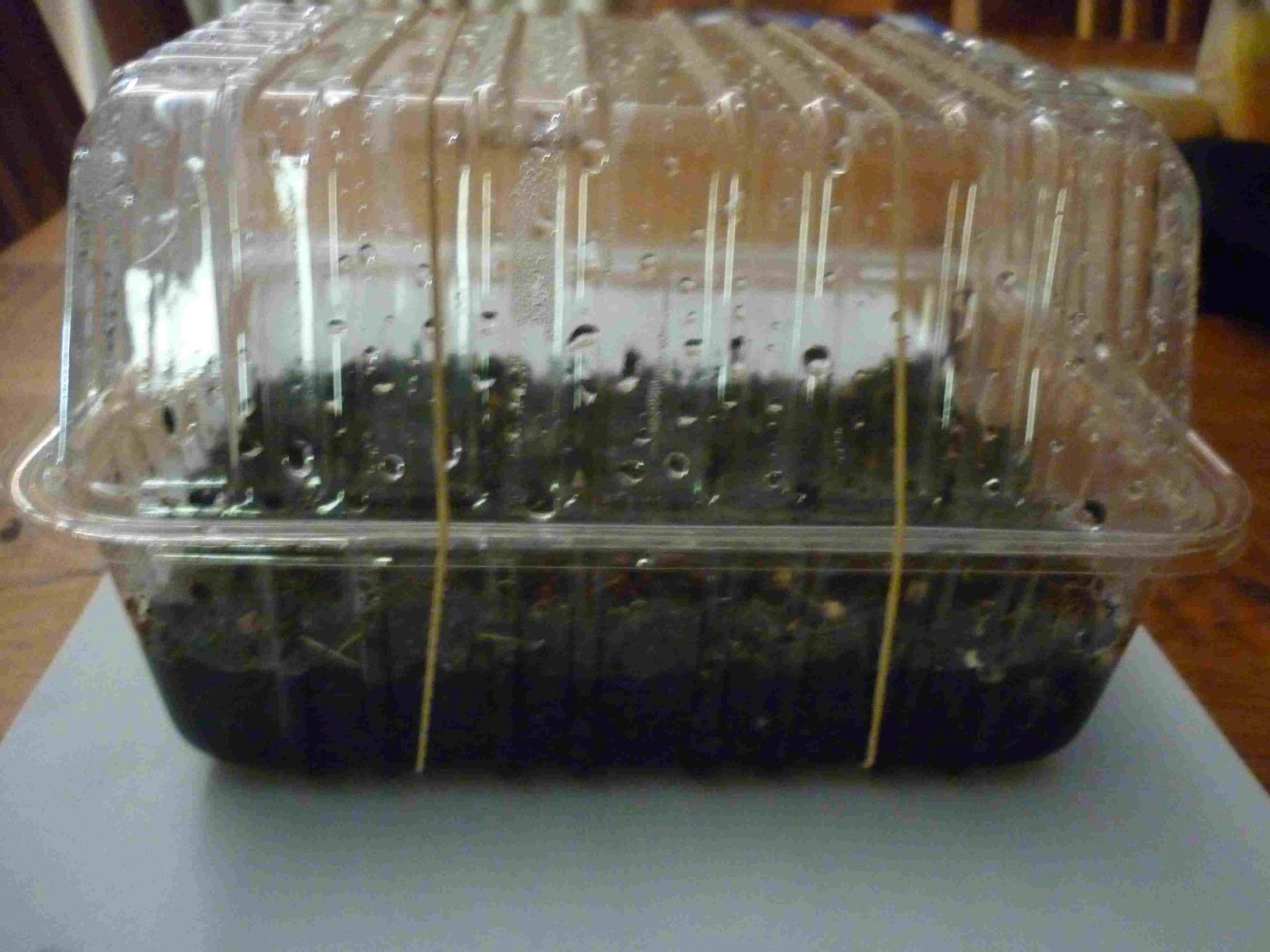 Simpleliving: Make Mini Green Houses To Germinate Your Seeds!