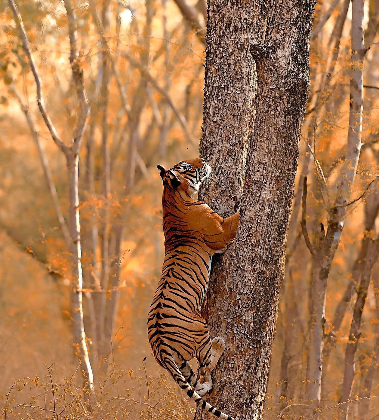 Advit & his adventures