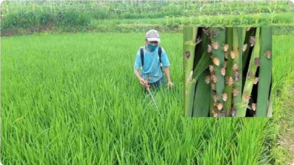 Lima Cara Alami Basmi Hama wereng Pada Padi - info detik news