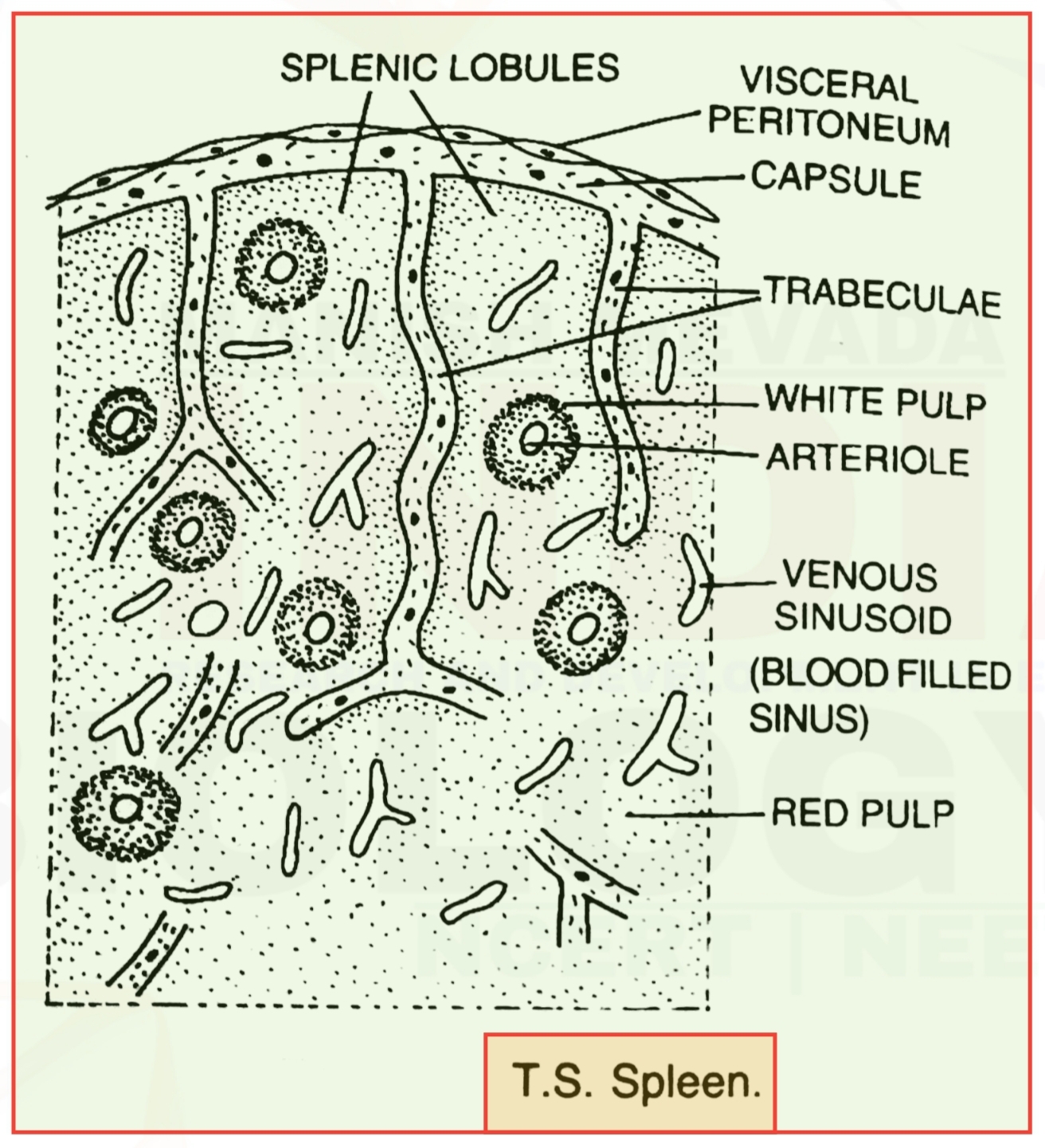 Spleen Structure and Function | Manish Mevada