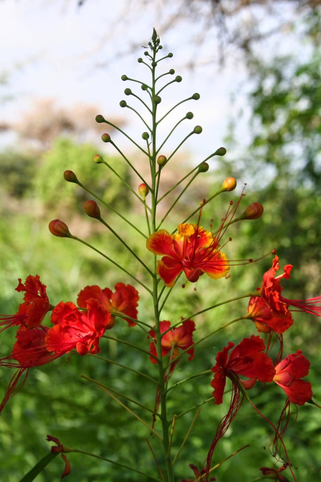 SEYILAABE HTKM: La Chronique du Mardi au Jardin Botanique : L'Orgueil ...