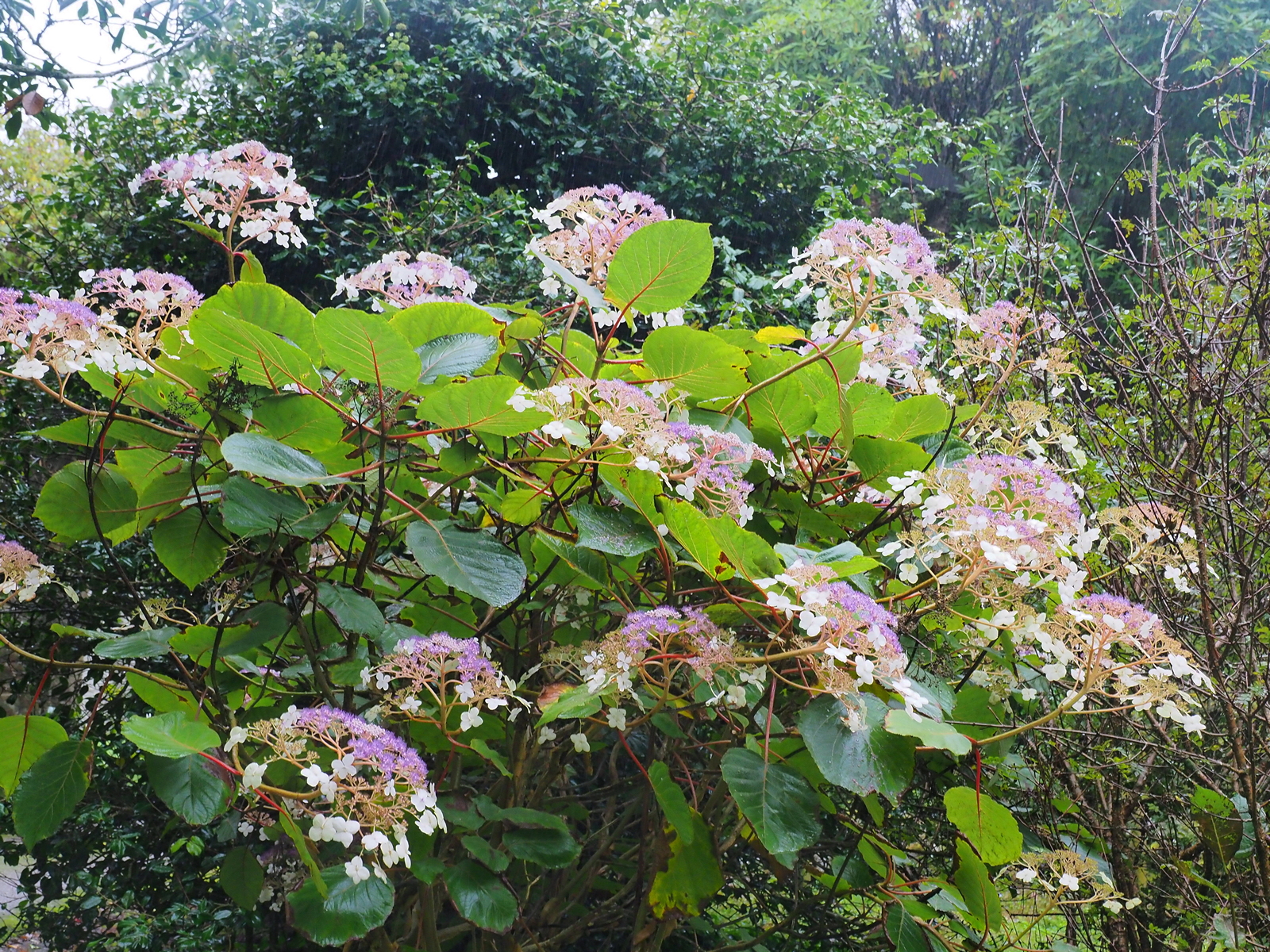 Hydrangea robusta care and culture | Travaldo's blog