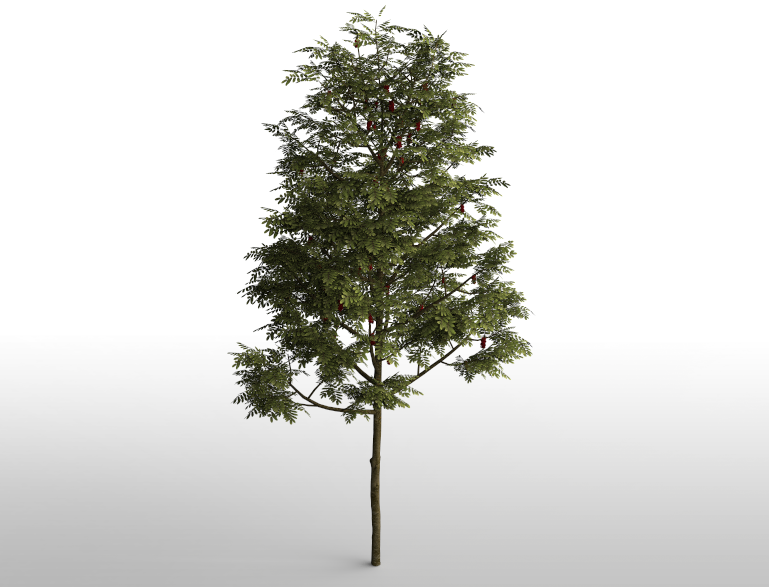 9. Trees Collection Free Sketchup Models