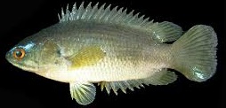 CLIMBING PERCH - KERALA CHEMPALLY FISH