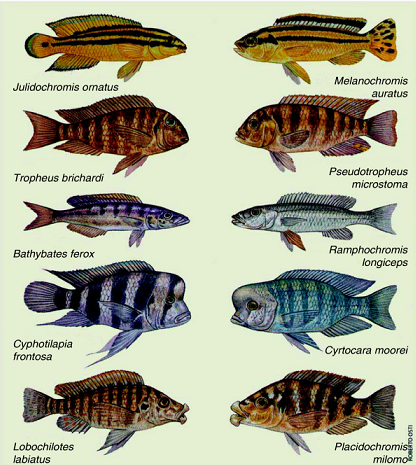 Eco-Evo Evo-Eco: Fishing-induced evolution