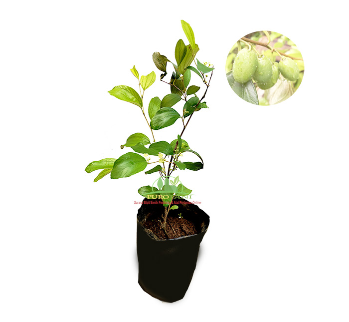 Tanaman apel putsa india cepat berbuah | Toko Pertanian Online Indonesia