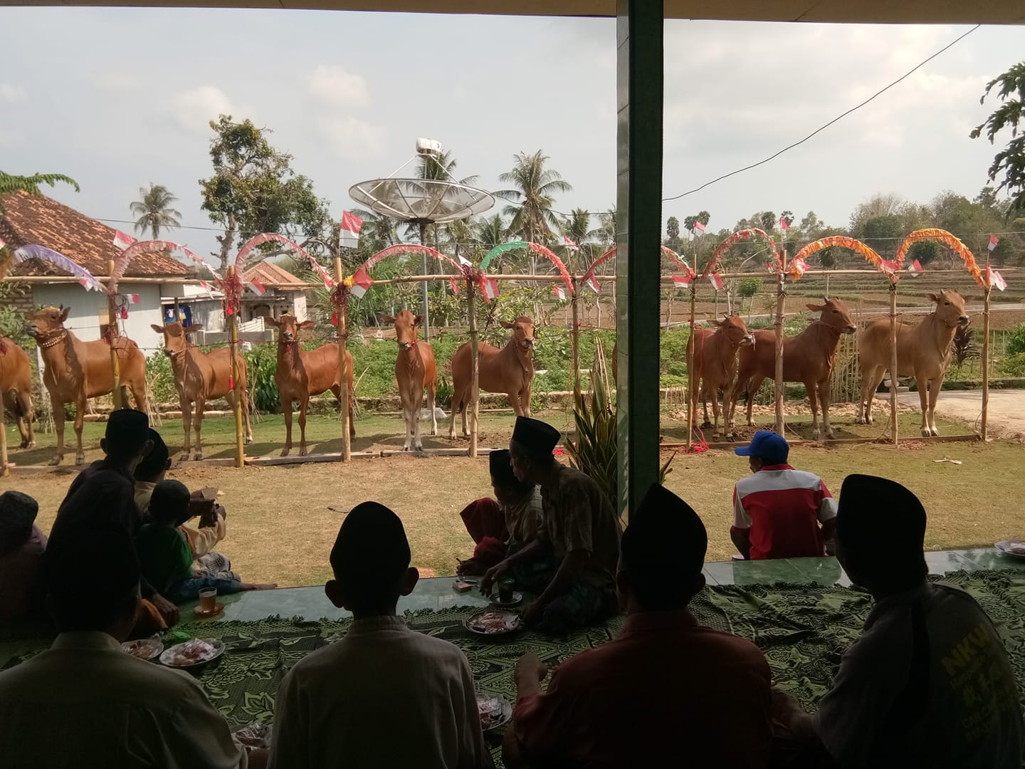 SAPI SONOK, Potret Budaya Madura