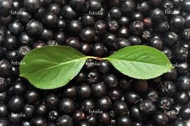 Aronia negra (Aronia melanocarpa) - Frutas del mundo