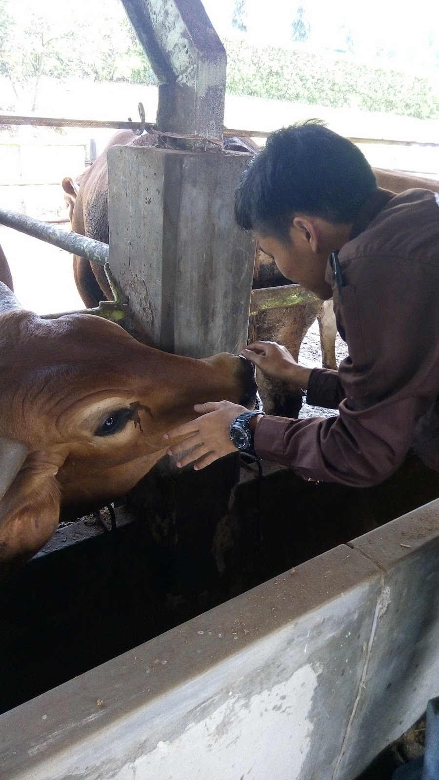 Pemeliharaan Ternak Ruminansia: penggolongan ternak ruminansia