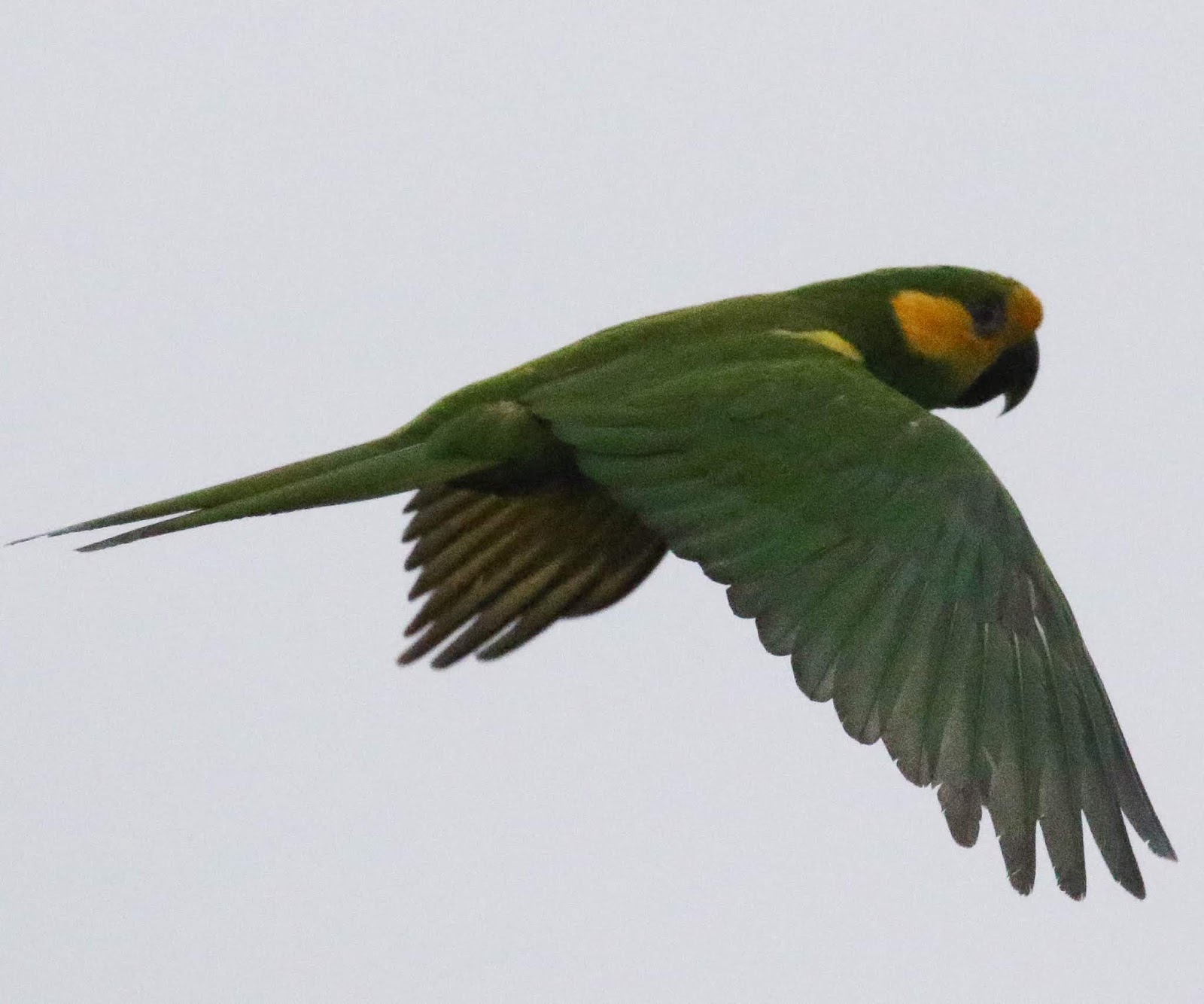Birding Poole Harbour & Beyond: 2 Mar 18 - Colombia: Parrots In The Mist