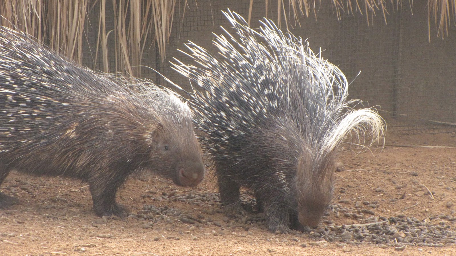 Taylor Walters Denyer: Family Fun in Djibouti Part II: Decan Wildlife ...