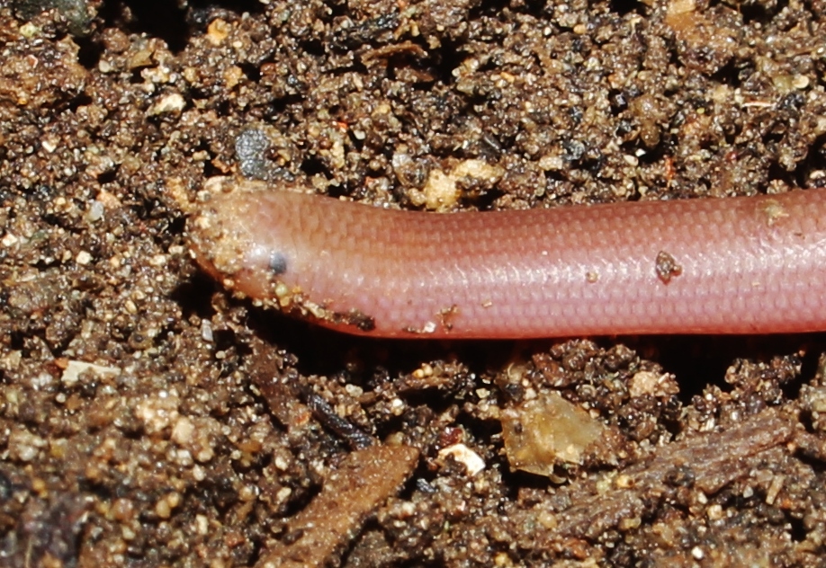 Biodiversity of Cyprus by NGO Protection of the Natural Heritage and ...