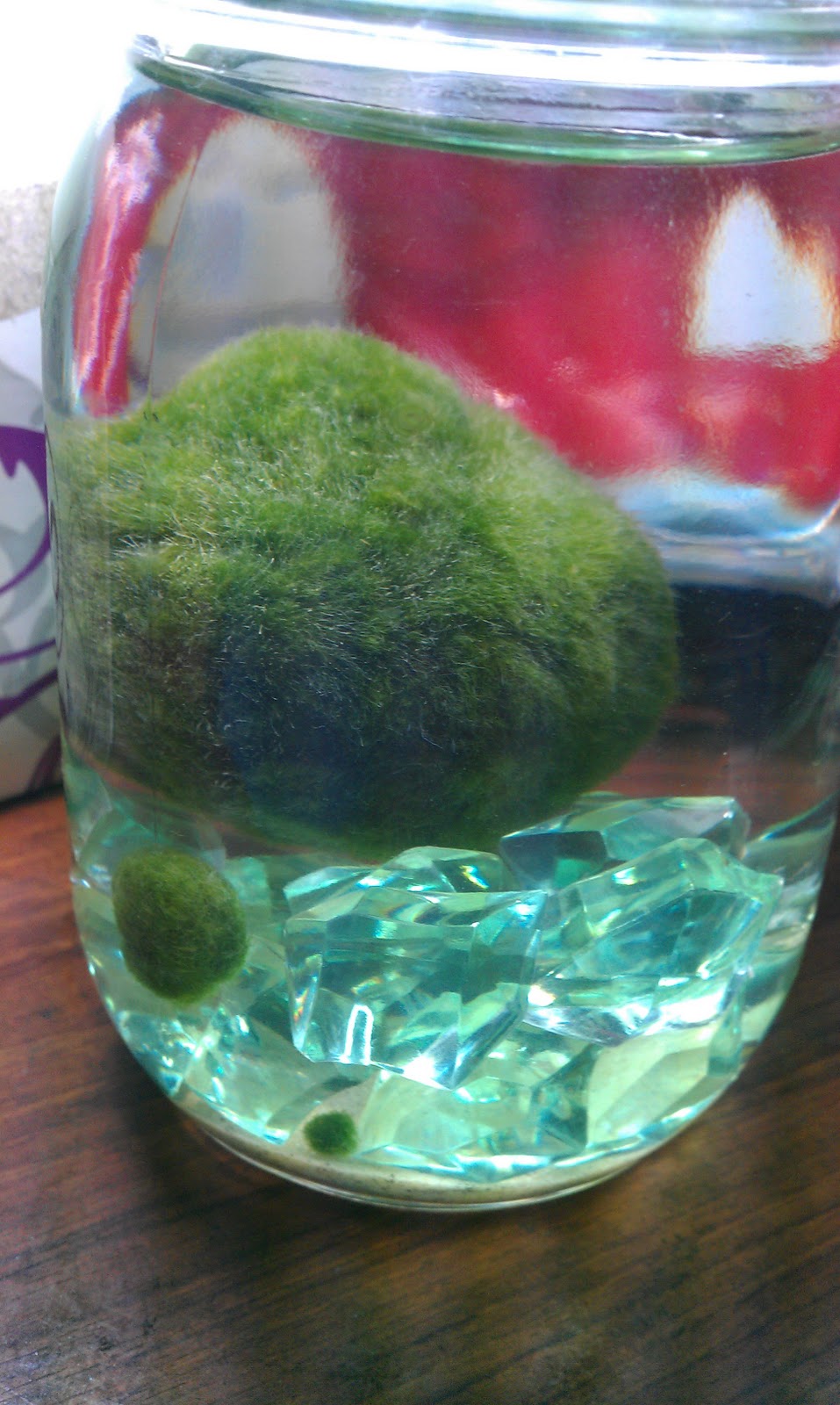 Learn From Yesterday.Live For Today.Hope For Tomorrow: Marimo *Mori-moori*