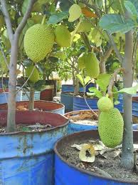 Kumpulan Gambar Tanaman Nangka Mini Terpopuler - Informasi Seputar ...