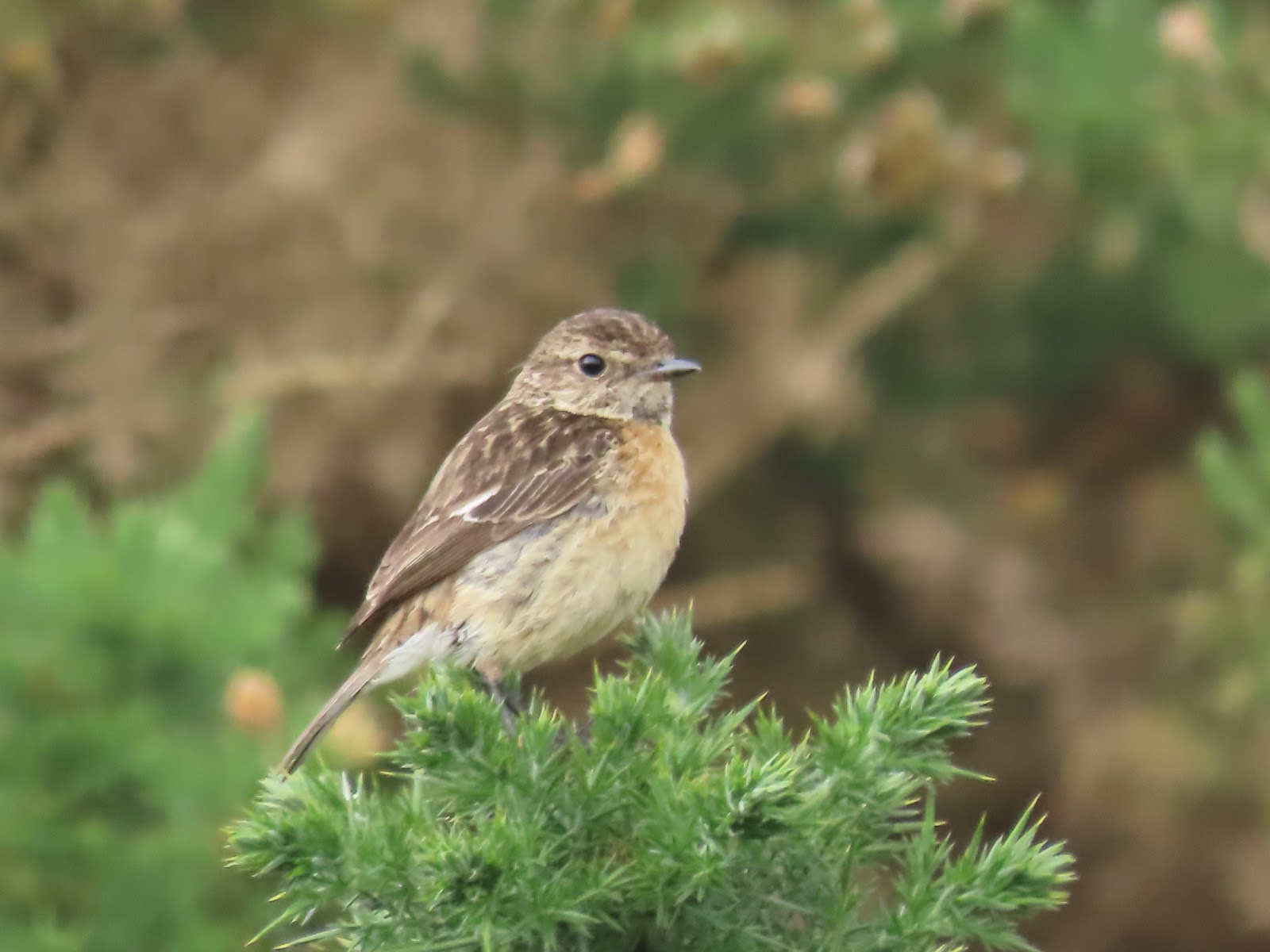 Heather's Nature Notes: SILCHESTER COMMON