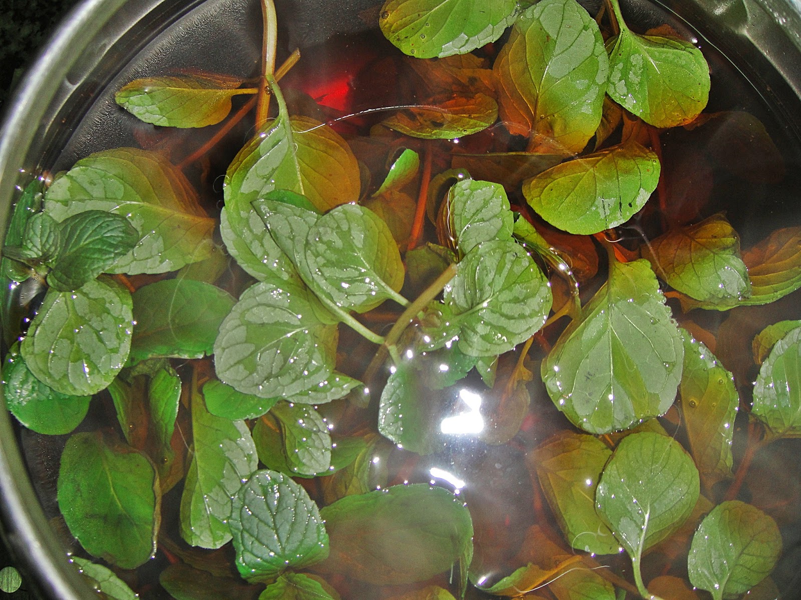 Maryam's Culinary Wonders: 324. Mint Tea