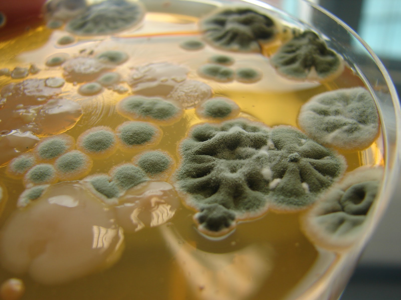 Textiles In Practice: Joanna Dyas: Seeing the Mould Cultures
