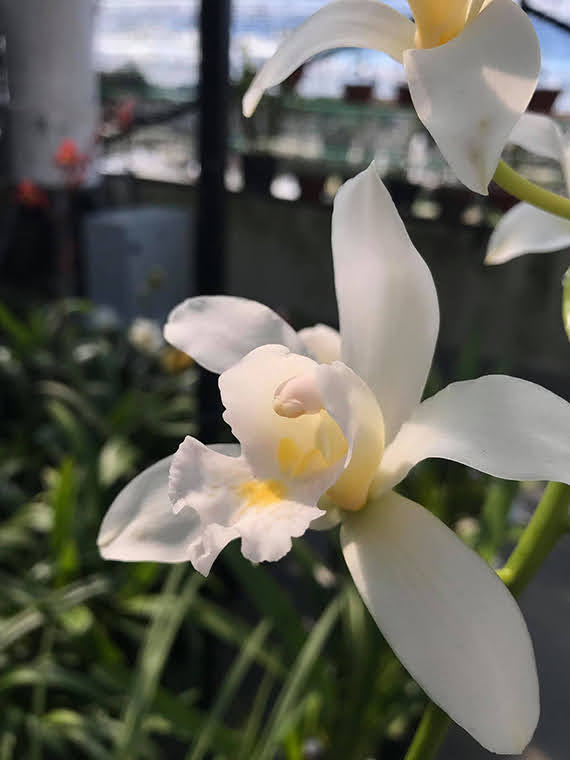 Cymbidium insigne f. album (O'Brien) O.Gruss & M.Wolff