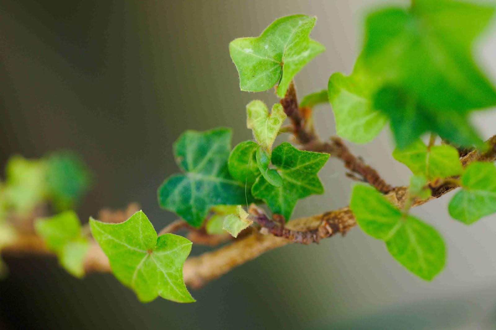 La lessive de lierre