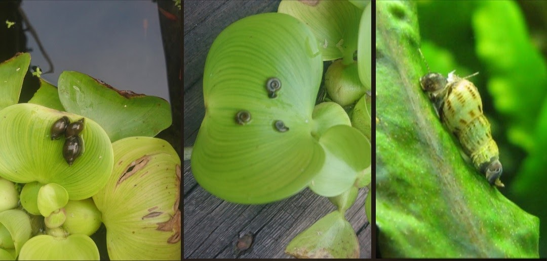 Hama Keong di Aquascape dan Cara Menghilangkanya